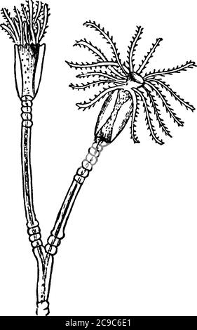 Sertularia is a genus of hydroids in the family Sertulariidae, vintage ...