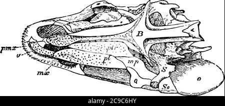 A typical representation of the lower aspect of the primordial cranium ...