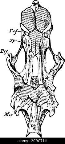 A typical representation of the lower aspect of the skull, part of the ...