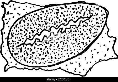 Spiracle respiratory system of an insect, vintage line drawing or ...