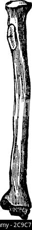 A typical representation of the human bones of the arm. Labels: A, arm ...