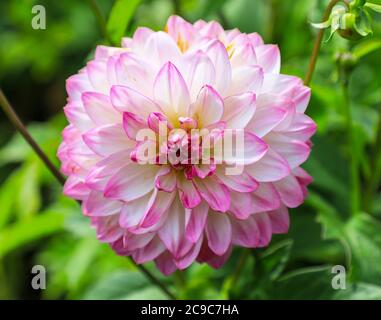 A closeup shot of a pink Dahlia flower Stock Photo - Alamy