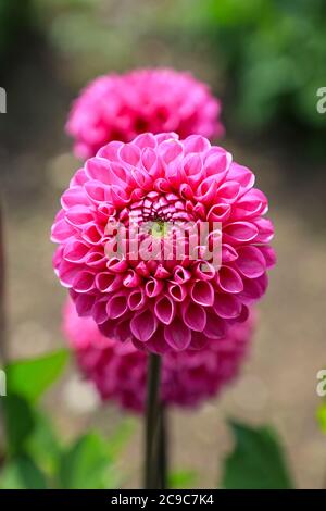 Dahlia Mary's Jomanda close up Stock Photo - Alamy