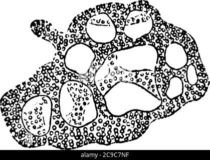A typical representation of the egg-shaped mass of zoogloea of ...