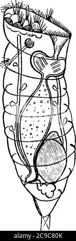 Rotifer is a microscopic pseudocoelomate animal of the phylum Rotifera ...