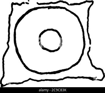 Spiracle respiratory system of an insect, vintage line drawing or ...