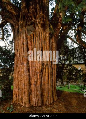 Fluted English yew tree trunk bark and buttress (taxus baccata) covered ...