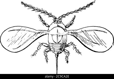 Shell-like waxy covering of Scale insect., vintage line drawing or ...