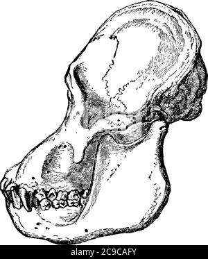 A typical representation of the side view of the skull with the ...