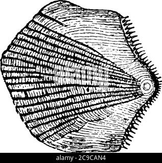 A typical representation of the cycloid scale of the fish from the ...