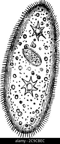 Paramecium is a genus of unicellular ciliates, vintage line drawing or ...