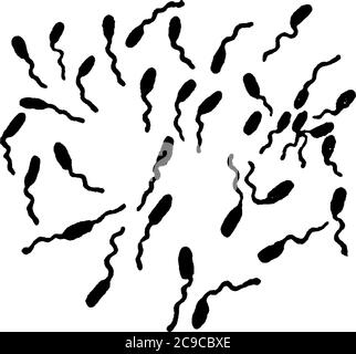 A typical representation of the motile and coccus shaped bacteria ...
