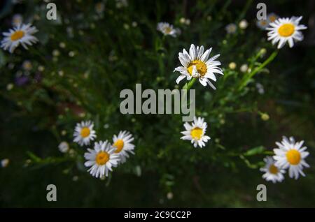 oxeye daisies, shallow focus in garden Stock Photo - Alamy