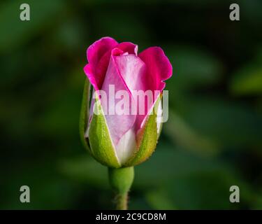 Close Up Of Rose Stock Photo - Alamy