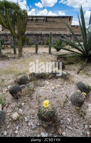 Mexican Desert Cactus, Mitla Ruins, Oaxaca, Mexico Stock Photo - Alamy