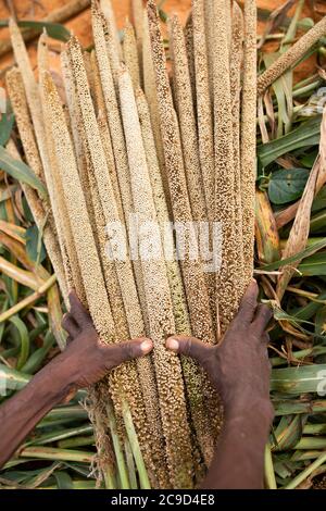 Male smallholder subsistence farmer harvesting millet on his farm in ...
