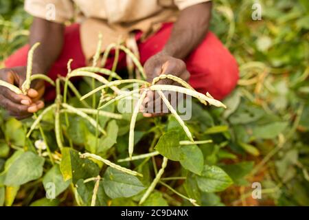 Cowpeas (black-eyed peas) are grown and harvested on a farm in Niger ...