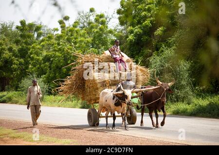 Niger - Farmers transporting their harvested millet on a donkey Stock ...