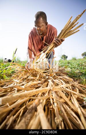 African farmer harvesting pearl millet in Dogon country, Mali, Africa ...