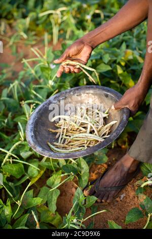 Cowpeas (black-eyed peas) are grown and harvested on a farm in Niger ...