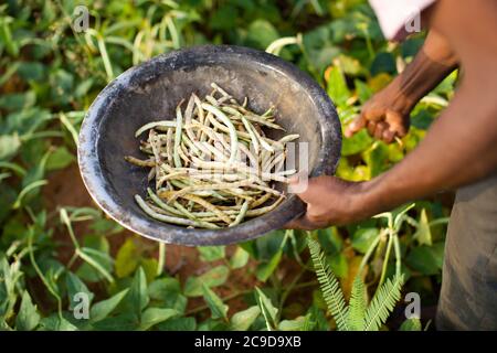 Cowpeas (black-eyed peas) are grown and harvested on a farm in Niger ...