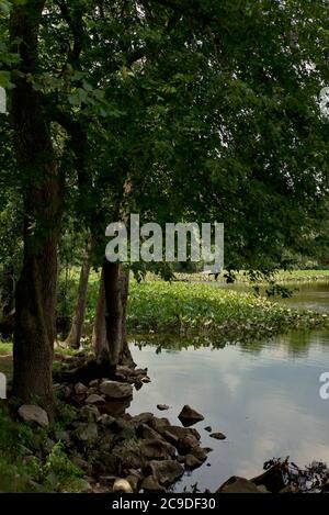 Riverbank scene in Bethel, Delaware Stock Photo - Alamy