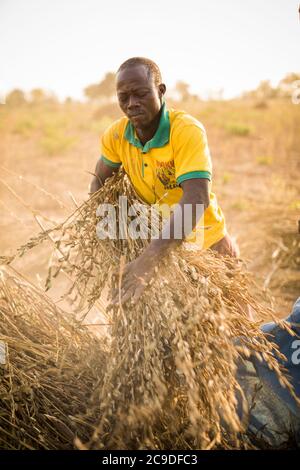 African subsistence farmers extract sesame grain from stalks and ...