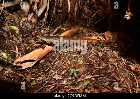 Leg bones of an eastern moa, Emeus crassus, a relatively short-legged ...