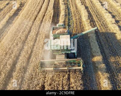 A yellow combine harvester harvests a field of barley under a cloudy ...