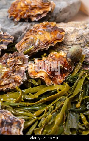 Fresh zeeuwse creuse pacific or japanese oysters molluscs on fish ...