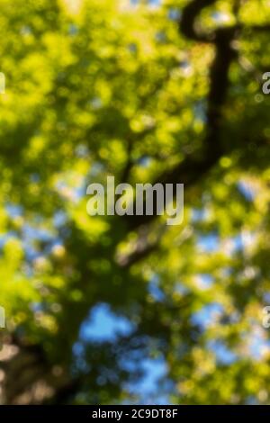 Pinhole photography landscapes of woodland trees in full summer foliage ...