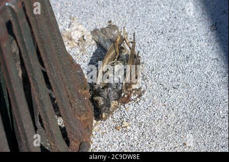 Close-up of decomposing body of a small dead bird lying on gravel Stock ...