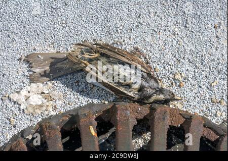 Close-up of decomposing body of a small dead bird lying on gravel Stock ...