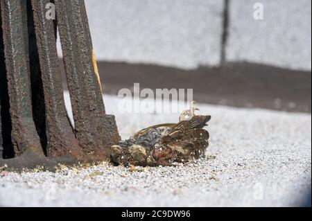 Close-up of decomposing body of a small dead bird lying on gravel Stock ...