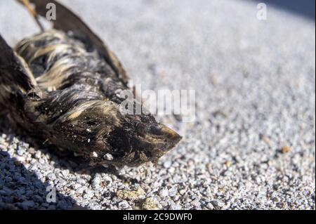 Close-up of decomposing body of a small dead bird lying on gravel Stock ...