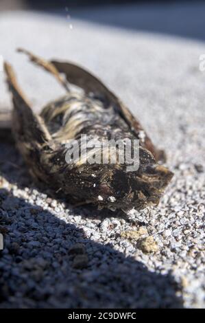 Close-up of decomposing body of a small dead bird lying on gravel Stock ...