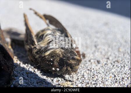 Close-up of decomposing body of a small dead bird lying on gravel Stock ...