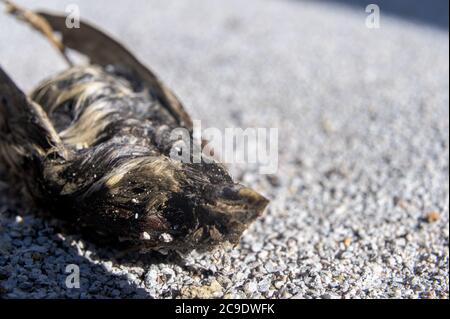 Close-up of decomposing body of a small dead bird lying on gravel Stock ...