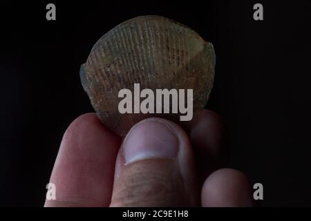 A pangolin scale being held in hand, these keratin scales are in demand ...