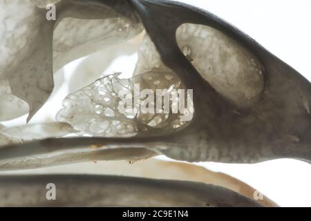 Anatomy of the Anterior Eye Stock Photo - Alamy