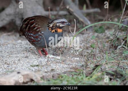 Rufous-necked Partridge (Arborophila rufogularis), wild, but attracted ...