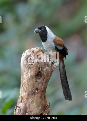 Collared Treepie (Dendrocitta frontalis), Yunnan, China, Asia Stock ...