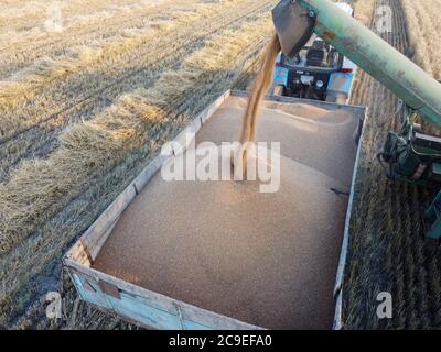 A combine harvester pours grain into a yellow trailer pulled by a red ...