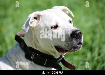 White dogo argentino dog close-up portrait looking at camera isolated ...