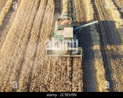 The harvester harvests from the field Stock Photo - Alamy