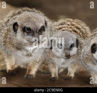 Meerkat baby (Suricata suricatta) eating a scorpion. Kalahari, South ...