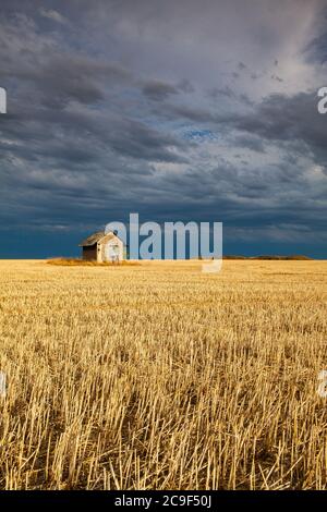 Barn and wheat crop at harvest time, Palouse farming region of Eastern ...