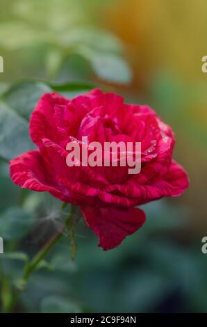 Colorful bush of striped roses in the garden. Beautiful red and white ...