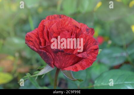 Colorful bush of striped roses in the garden. Beautiful red and white ...