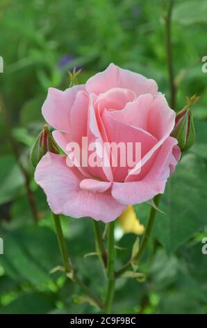 Roses in the garden. Large terry flowers. Pink rose in the field ...